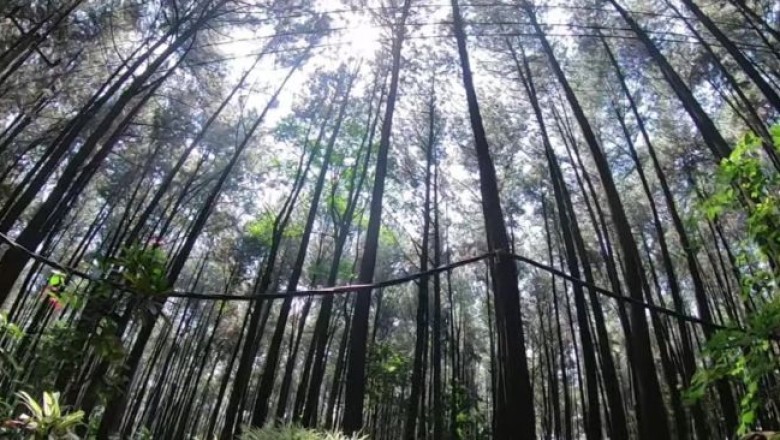 Rekomendasi Hutan untuk Wisata Refreshing! | Souvio